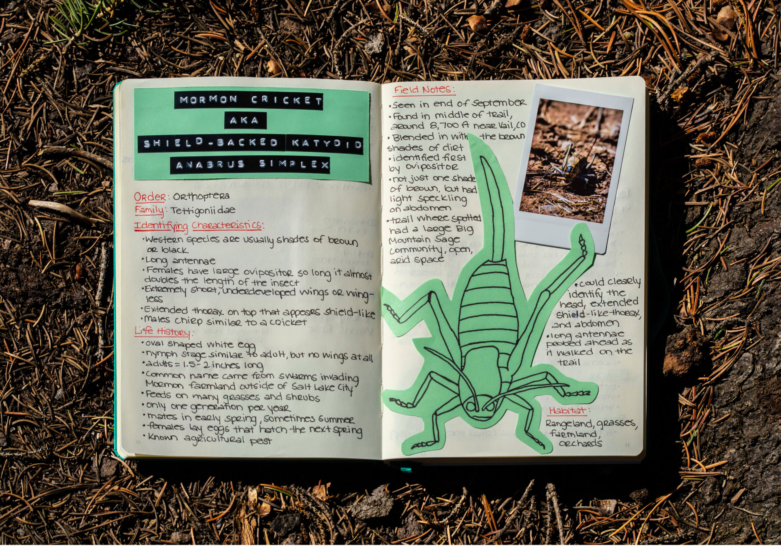 Mormon Cricket: Its Hidden Real Identity - Traveling Nature Journal
