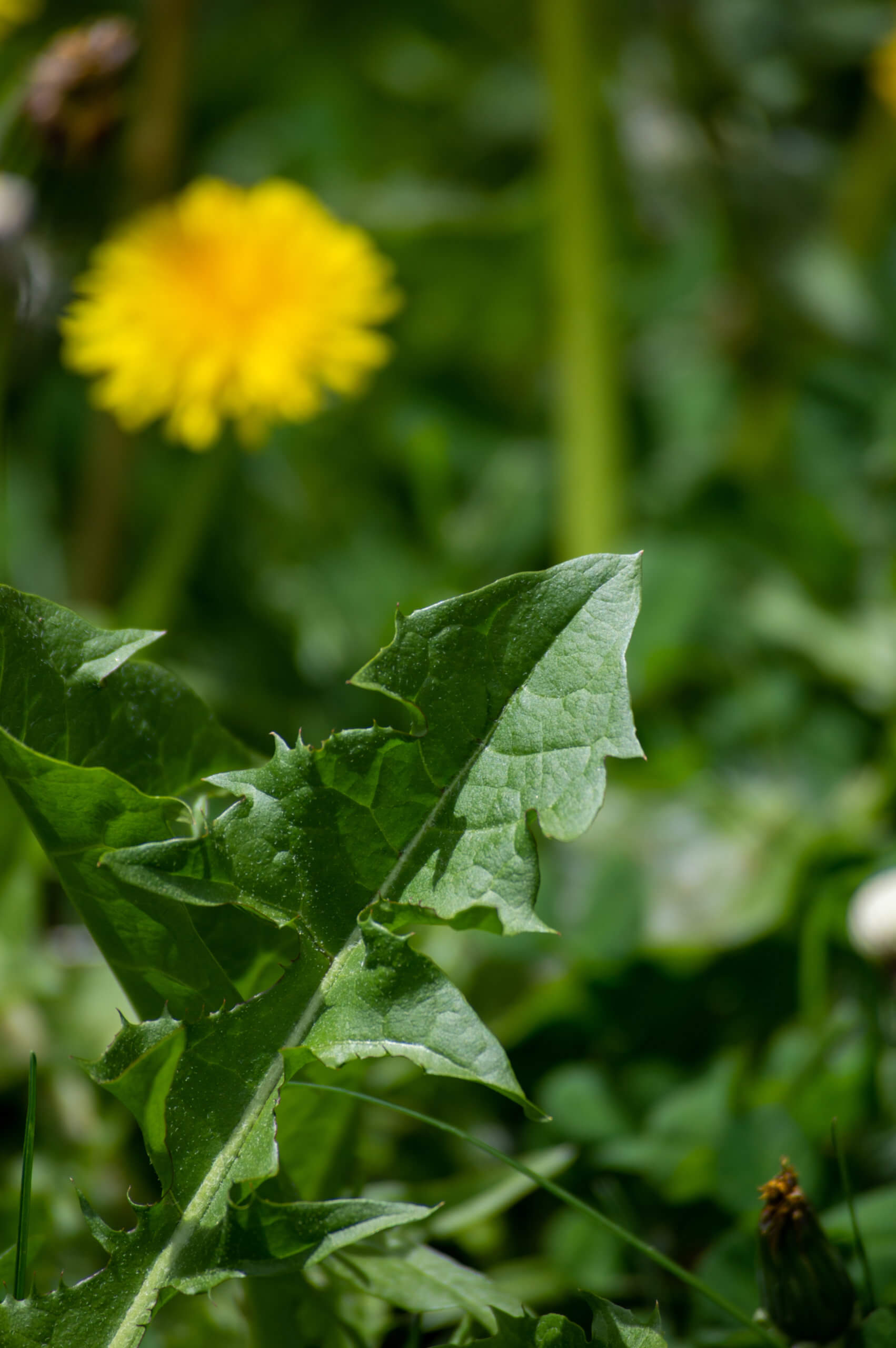 Dandelion: Critical Insect Habitat and Edible for Humans - Traveling ...