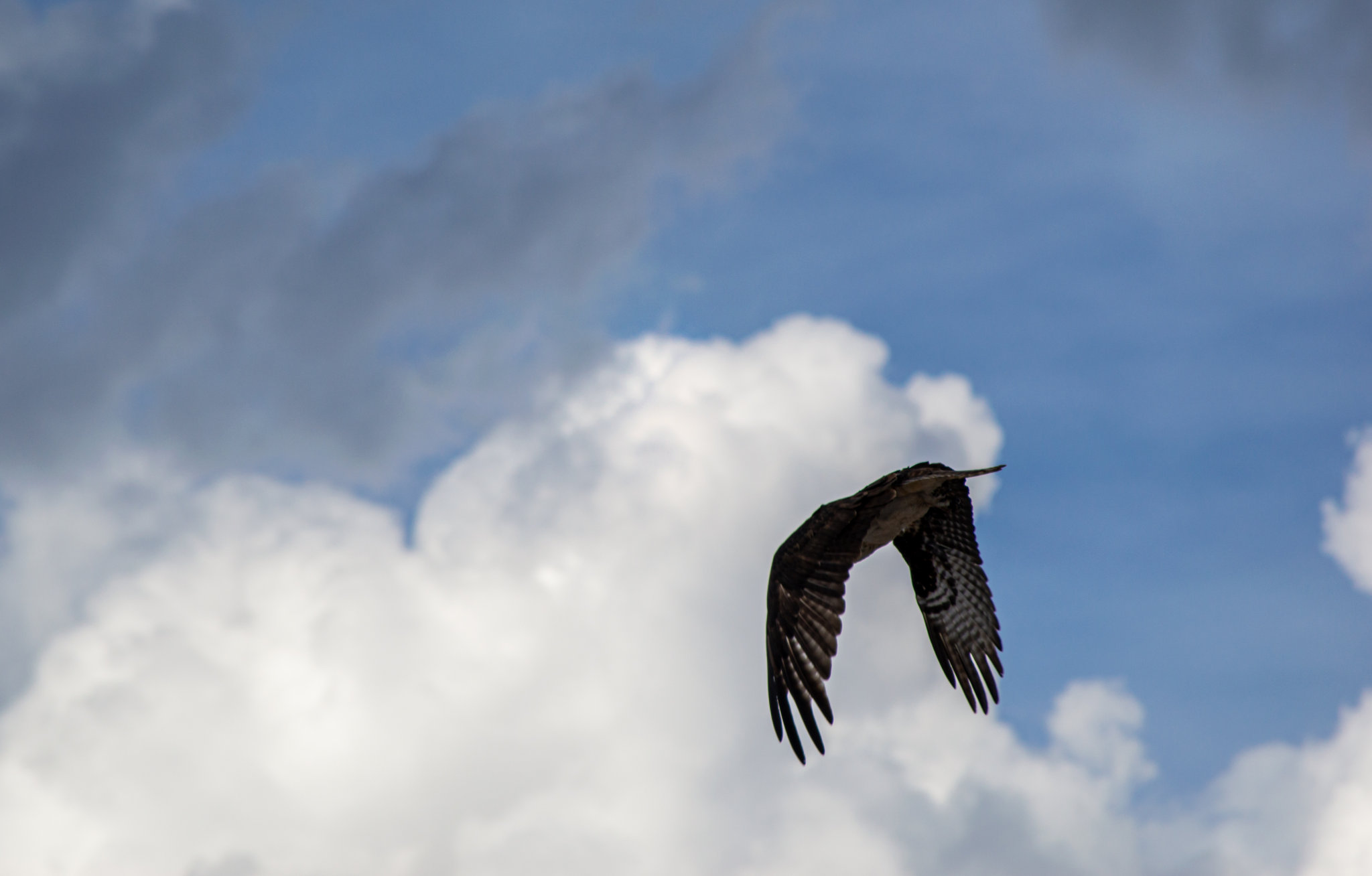 Osprey: Living Big On A Tiny Nesting Platform - Traveling Nature Journal