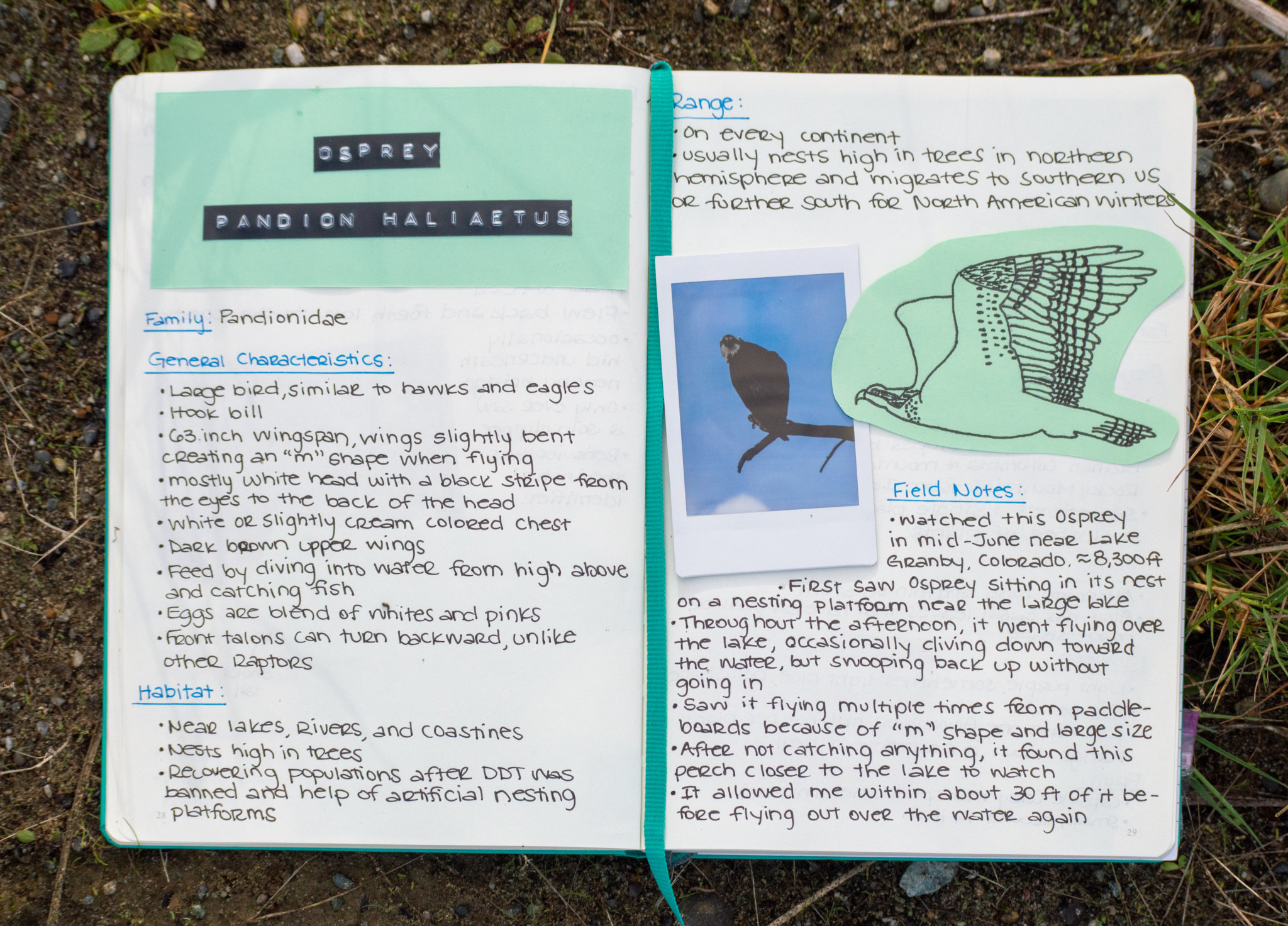 Osprey: Living Big On A Tiny Nesting Platform - Traveling Nature Journal