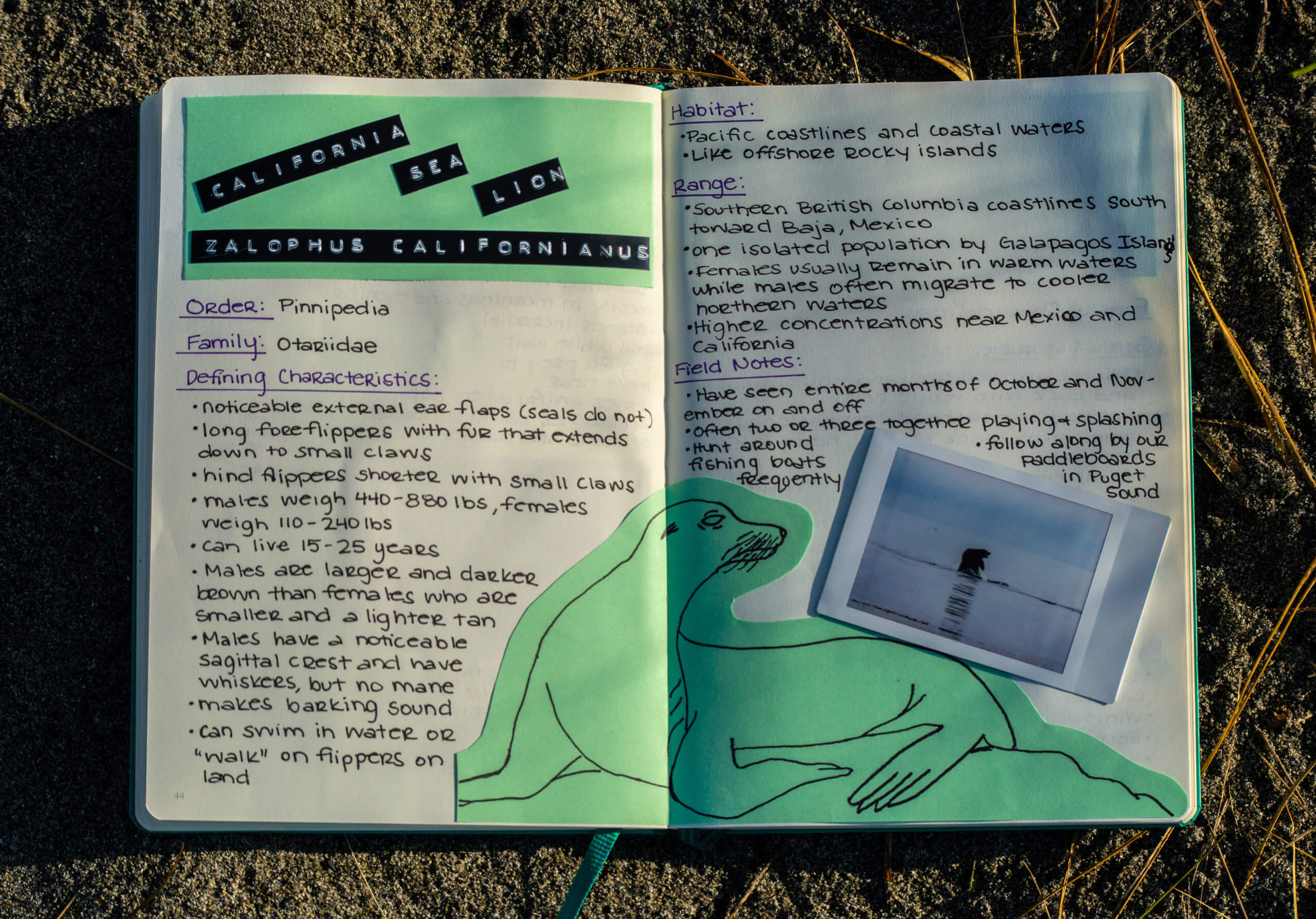 California Sea Lion: Amazing Swim to Get More Food - Traveling Nature ...