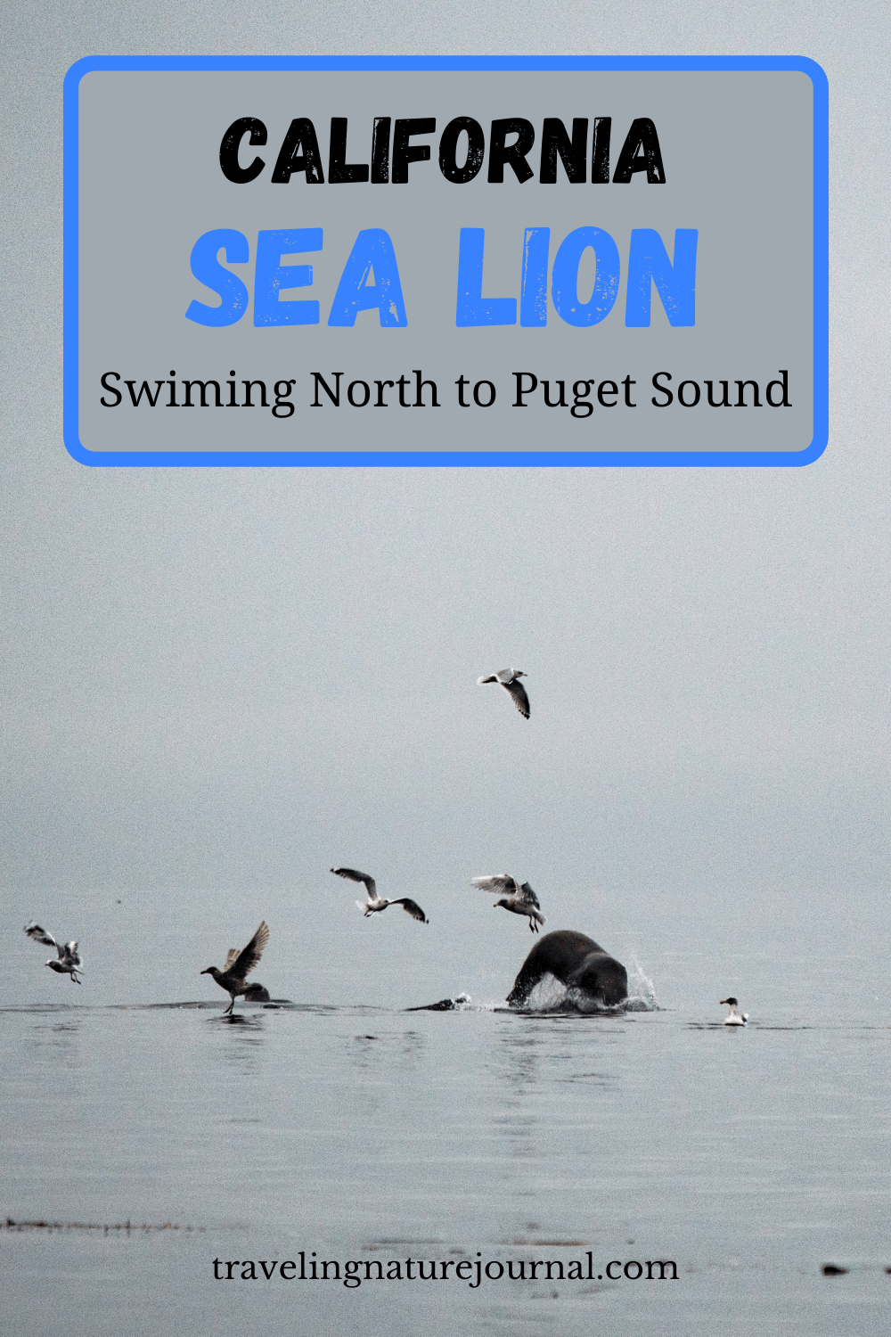 California Sea Lion: Amazing Swim to Get More Food - Traveling Nature ...