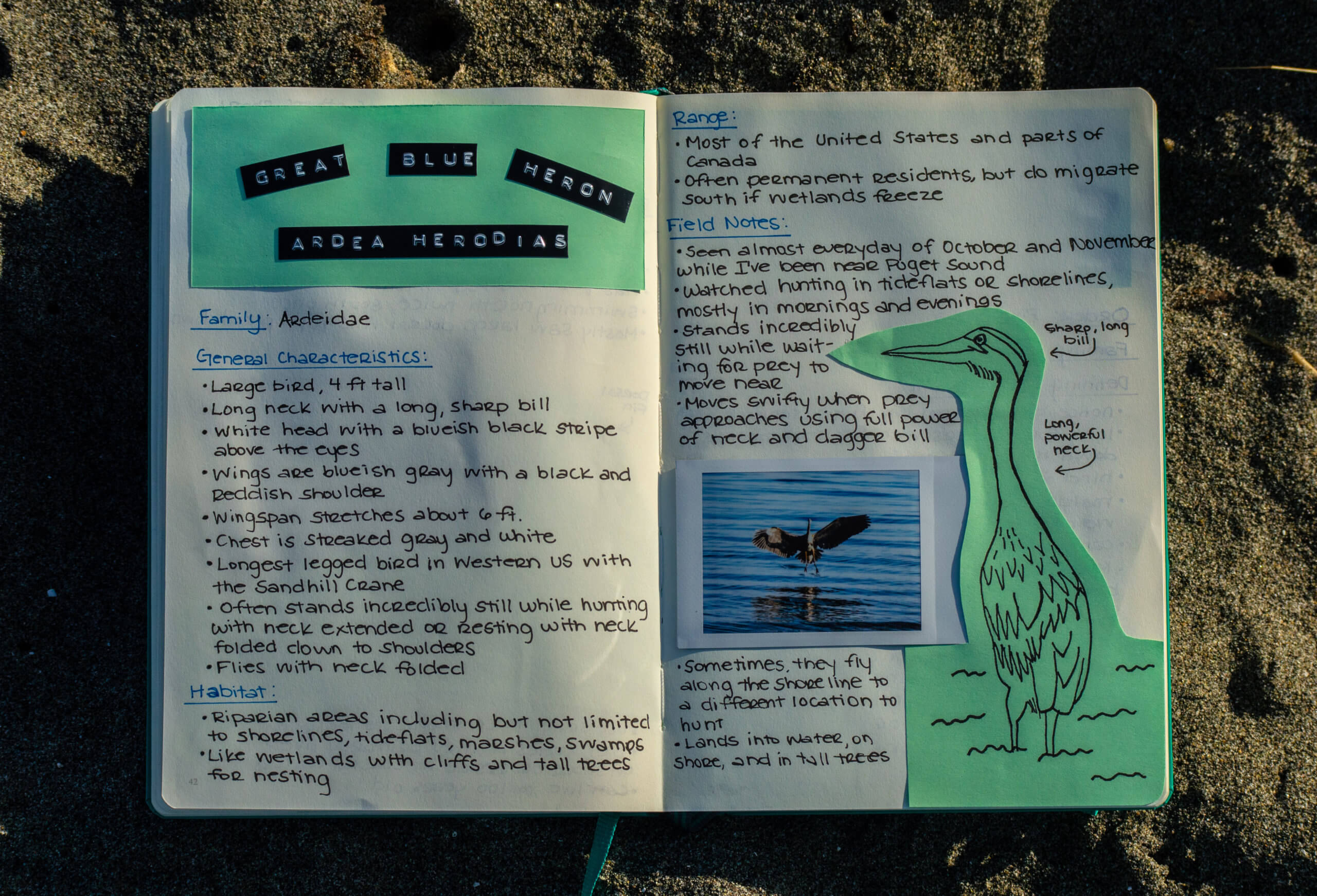 Great Blue Heron: The Stealthy Stalker - Traveling Nature Journal