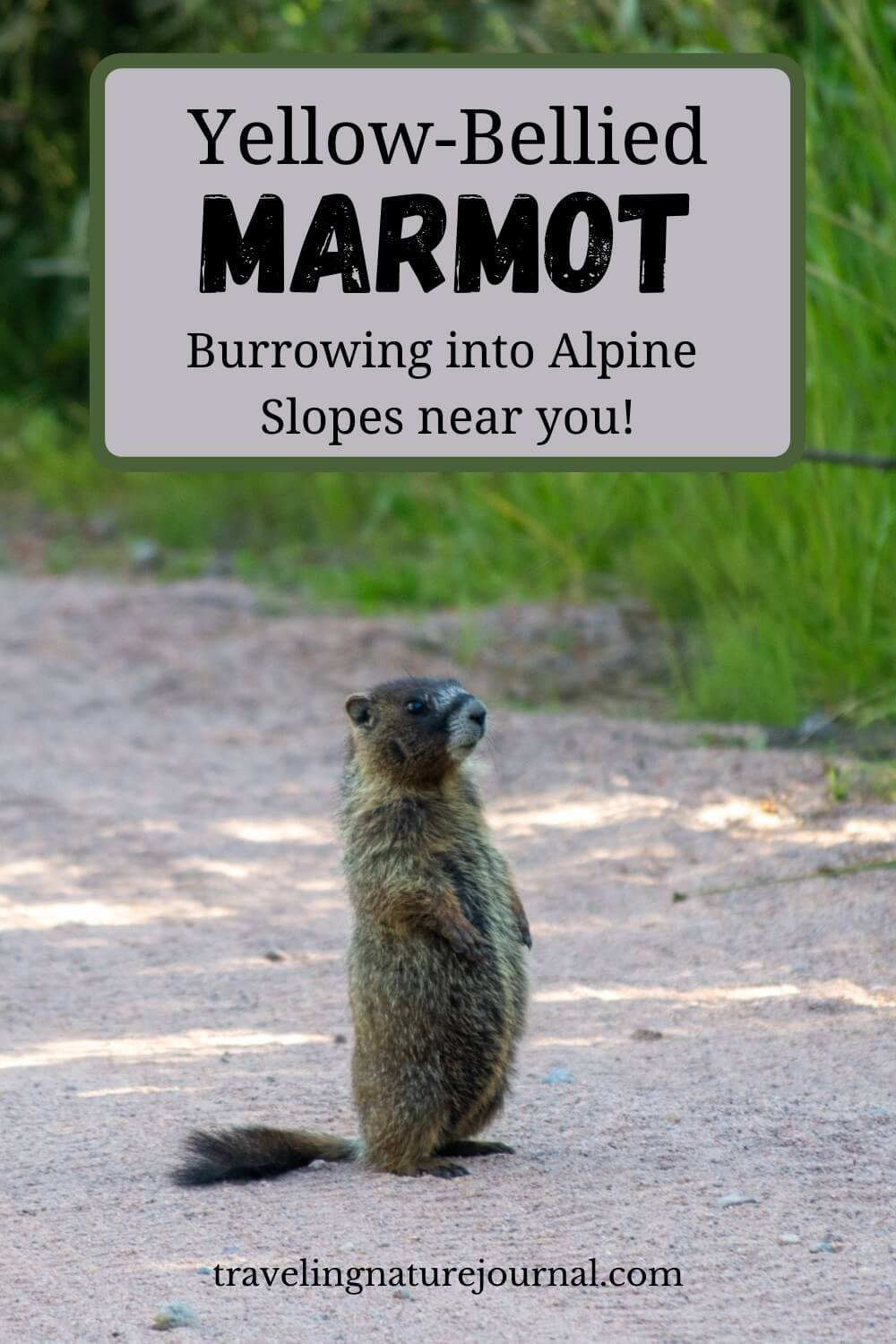 Yellow-Bellied Marmot: Remarkable Burrower on the Alpine Slopes ...