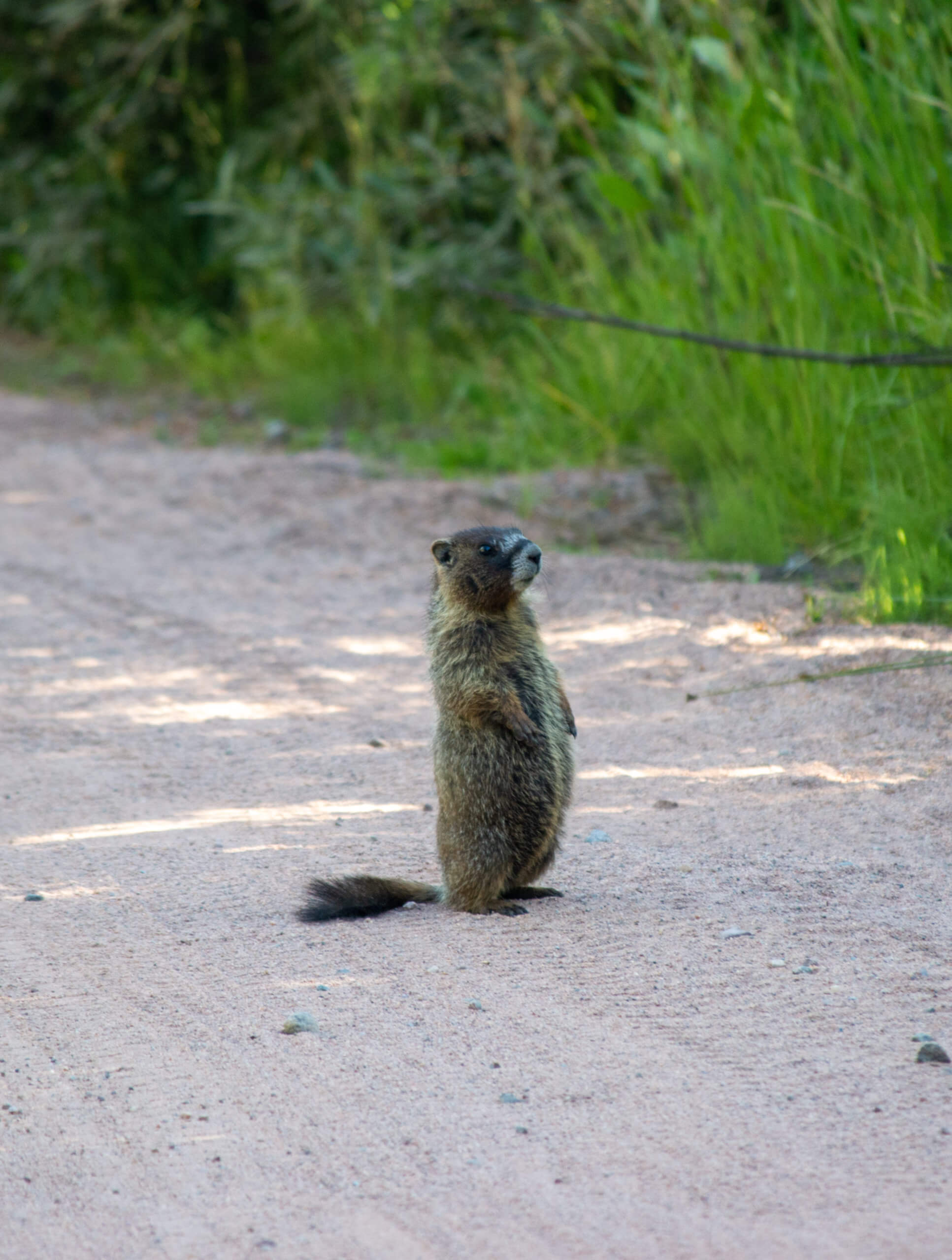 Yellow-Bellied Marmot: Remarkable Burrower on the Alpine Slopes ...