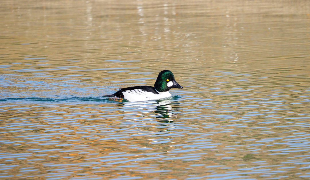 January Species List: 4 New First Sightings! - Traveling Nature Journal