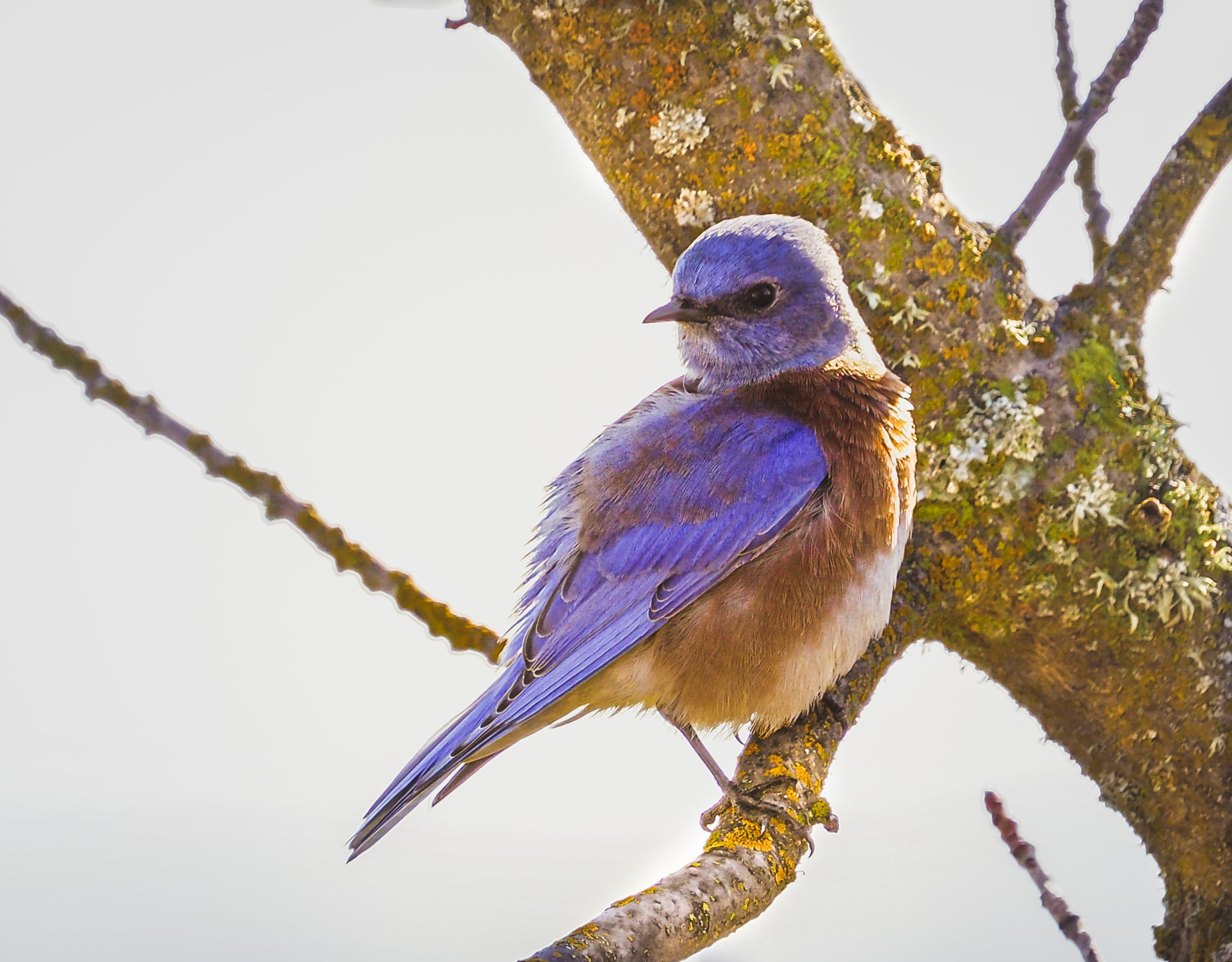 Western Bluebird: One Ounce Bird That Will Steal Your Heart - Traveling ...