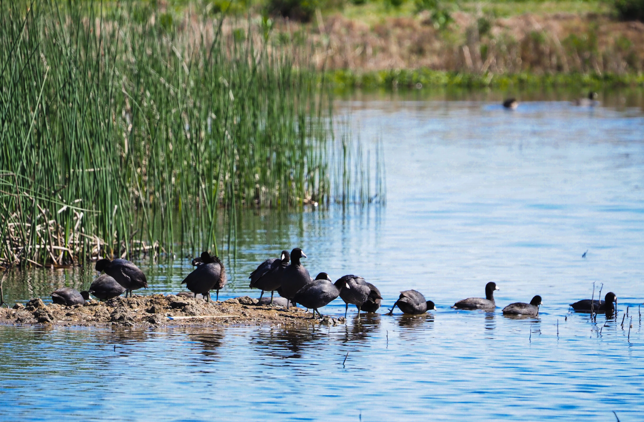 American Coot: The Craziest Feet in the Pond - Traveling Nature Journal