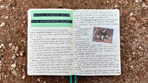 Beginner's Guide to Watching Desert Bighorn Sheep in the Winter