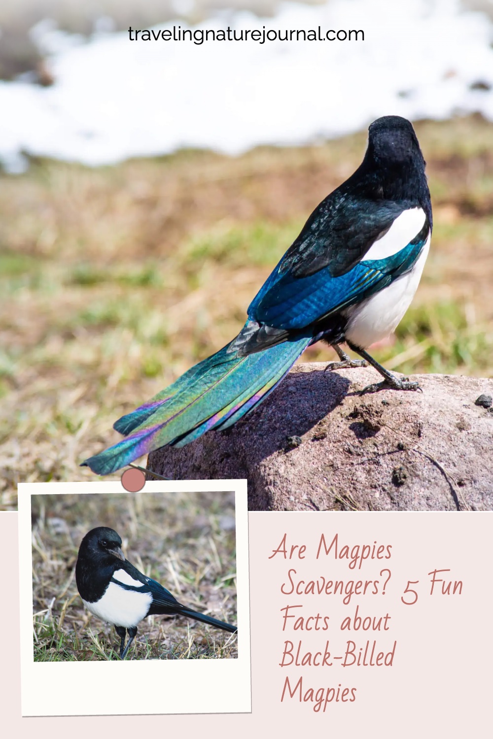 Are Magpies Scavengers? 5 Fun Facts about Black-Billed Magpies
