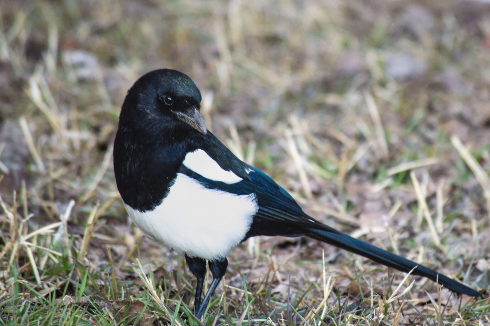 Are Magpies Scavengers? 5 Fun Facts about Black-Billed Magpies