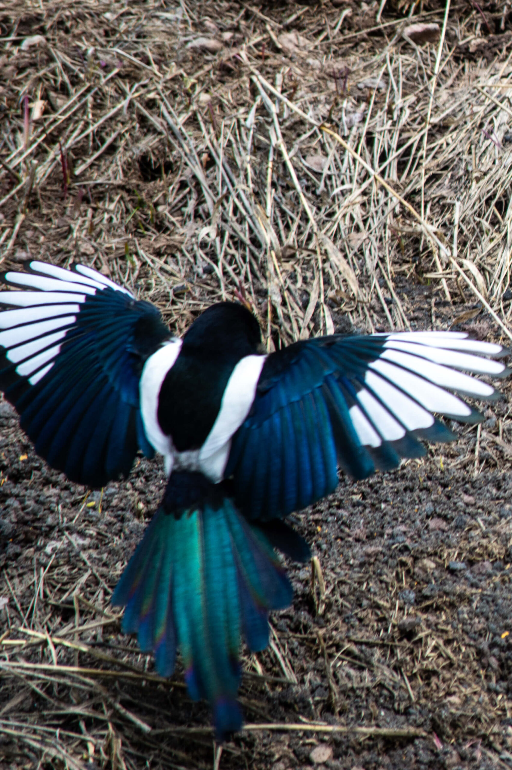 Are Magpies Scavengers? 5 Fun Facts about Black-Billed Magpies