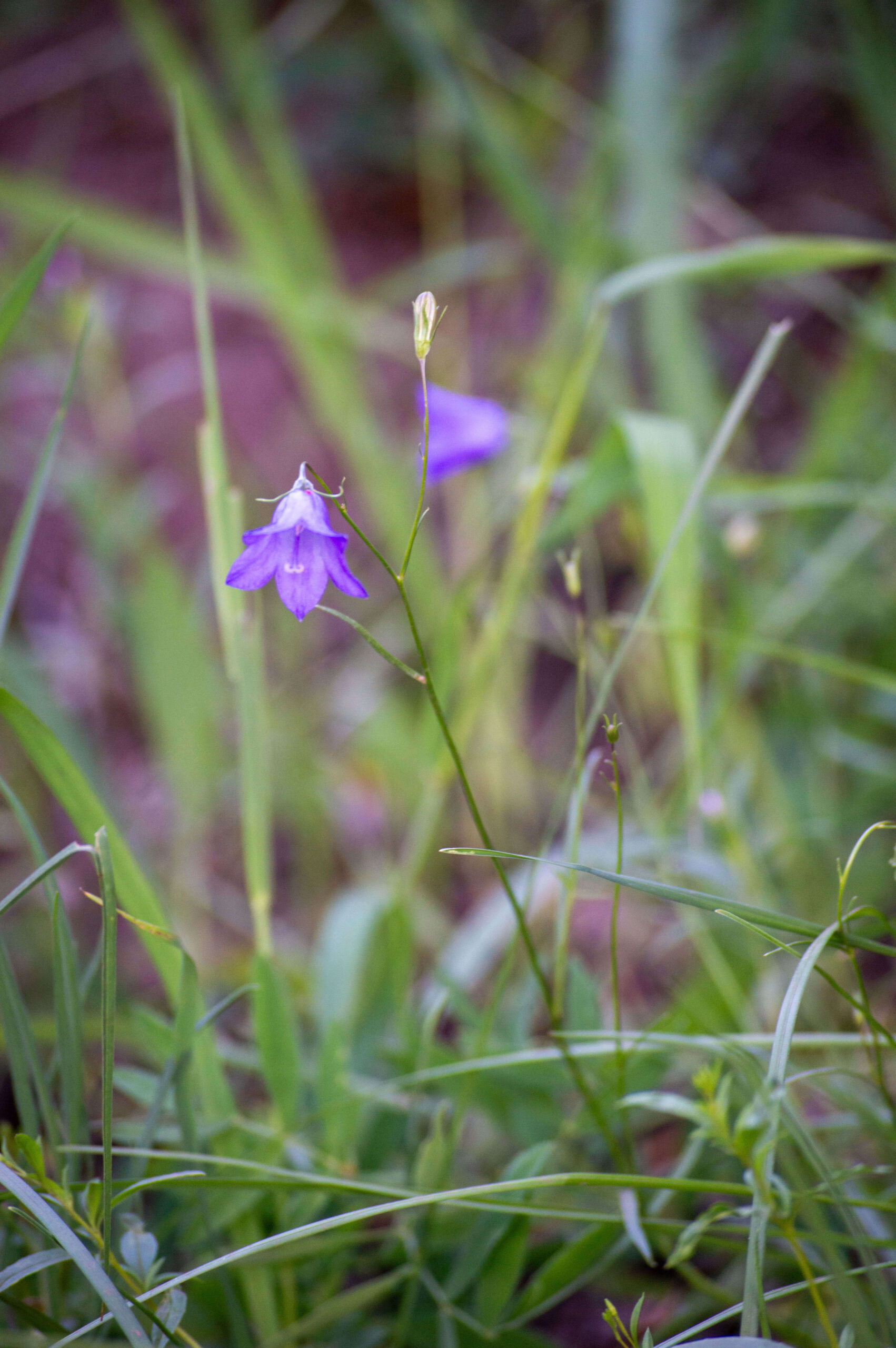 Harebell: The Unique Purple Bell Plant on the Alpine Slope - Traveling ...