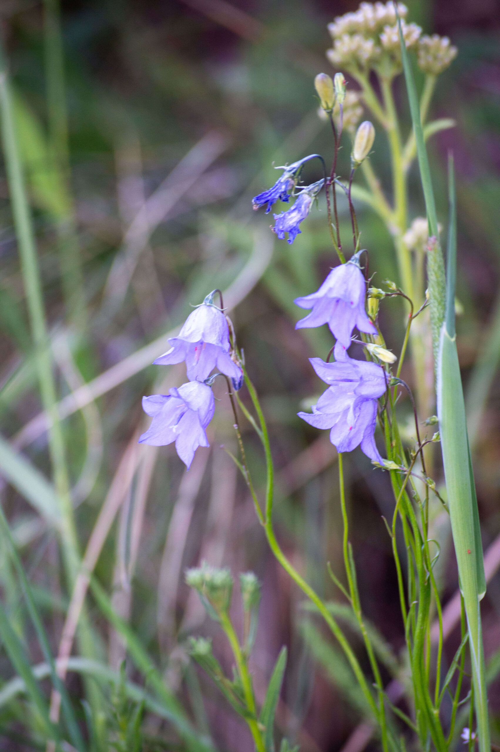 Harebell: The Unique Purple Bell Plant on the Alpine Slope - Traveling ...