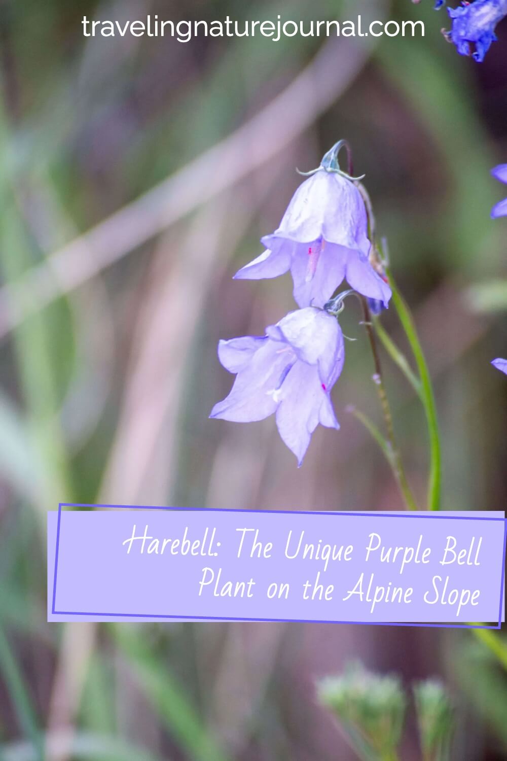 Harebell: The Unique Purple Bell Plant on the Alpine Slope - Traveling ...