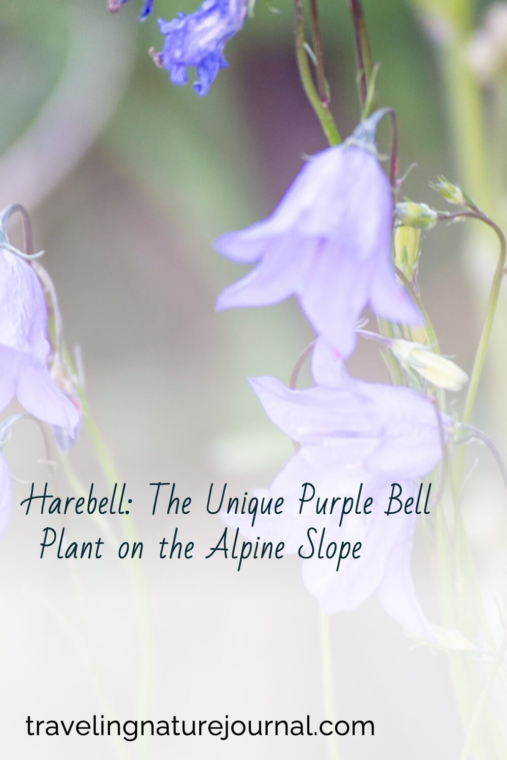 Harebell: The Unique Purple Bell Plant on the Alpine Slope - Traveling ...