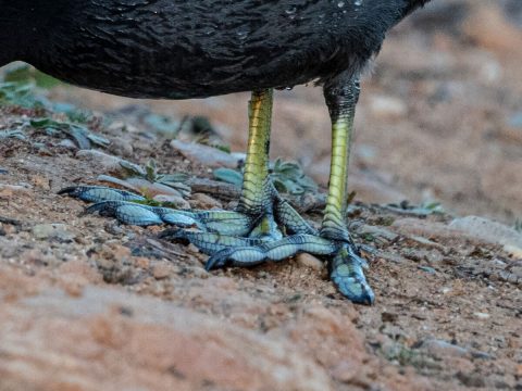 American Coot: The Craziest Feet in the Pond - Traveling Nature Journal